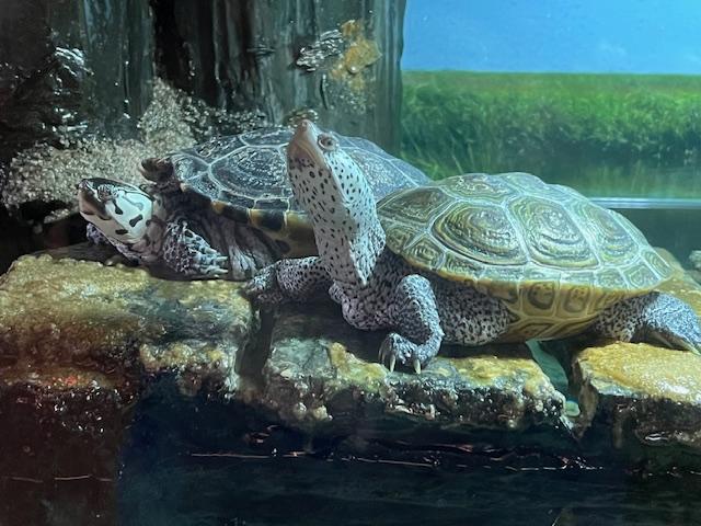 Visiting a Museum: The Unique, Unusual, Obscure and Historical ...