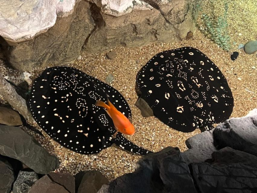 Jenkinson’s Aquarium 300 Ocean Avenue North Point Pleasant Beach, NJ ...