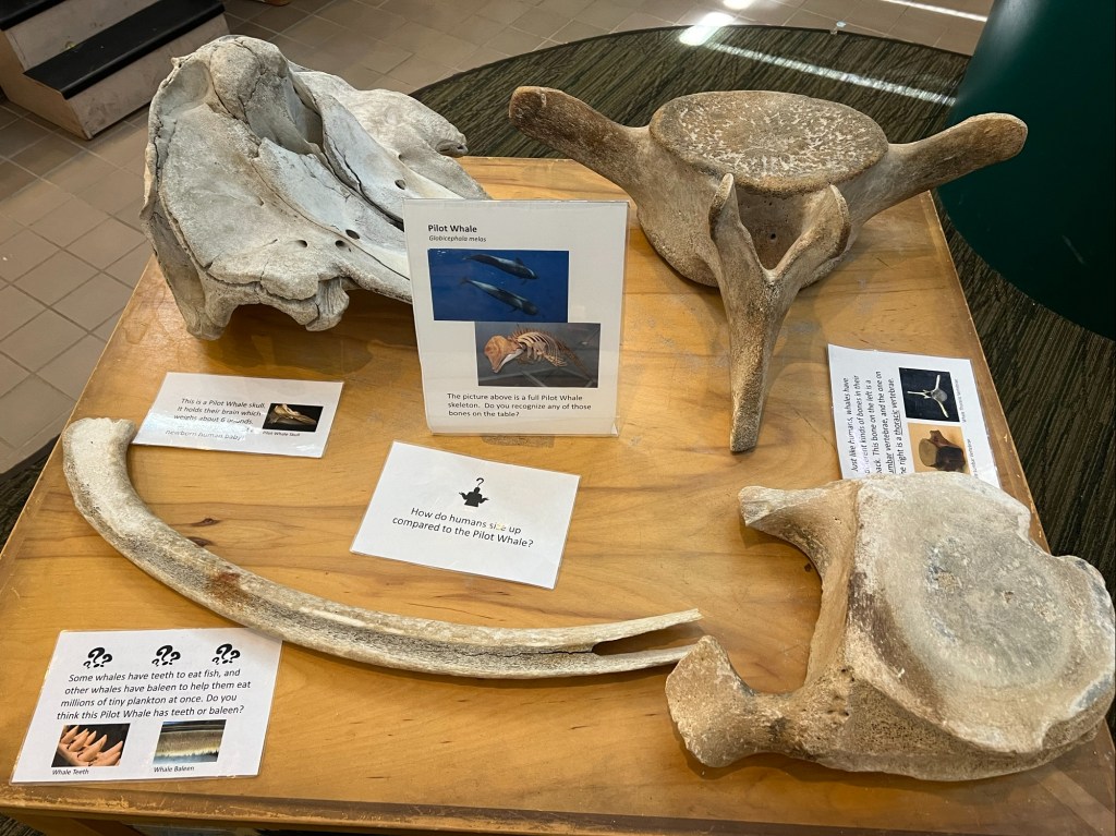 Wetlands Institute 1075 Stone Harbor Boulevard Stone Harbor, NJ 08247 ...